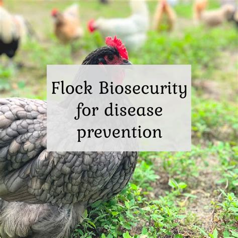 Flock Biosecurity For Disease Prevention The Cape Coop