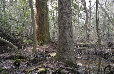 States Largest Atlantic White Cedar Found Near Milton Cape Gazette