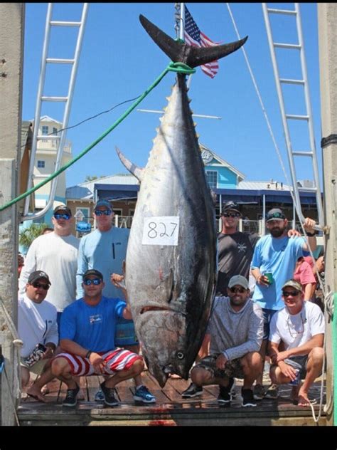 World Record Bluefin Tuna Weight