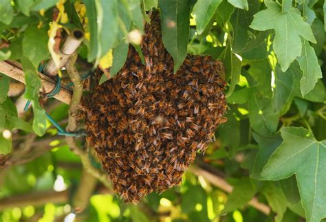 Did The Internet Get Stung By Story Of Man Having Sex With Hornets Nest