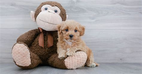 Sweet Cockapoo Cajun 3lb 2oz Doodle Puppy