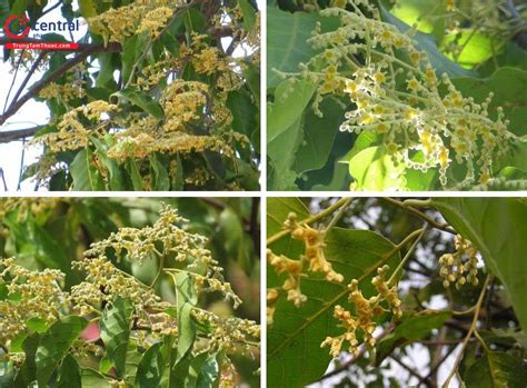 Cây Sao Đen Hopea Odorata Roxb Dược Liệu Có Tác Dụng Chữa Viêm Lợi Sâu Răng