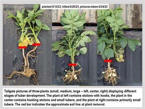 Optimize Potato Seeding Depth And Hill Management For Your Varieties