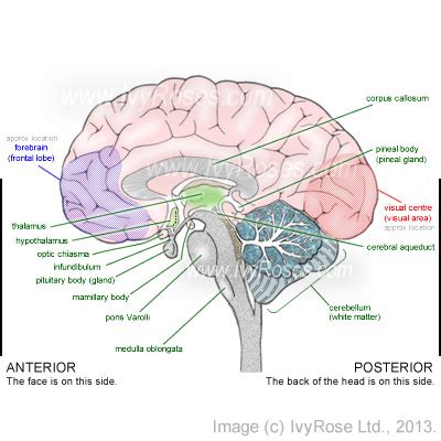 Infundibulum Brain
