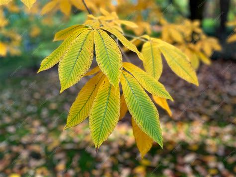 Premium Photo Aesculus Flava Yellow Buckeye Common Buckeye Or Sweet
