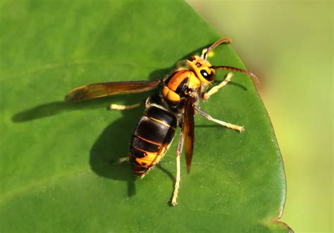 Yellow Legged Hornet Vespa Velutina Bali Wildlife