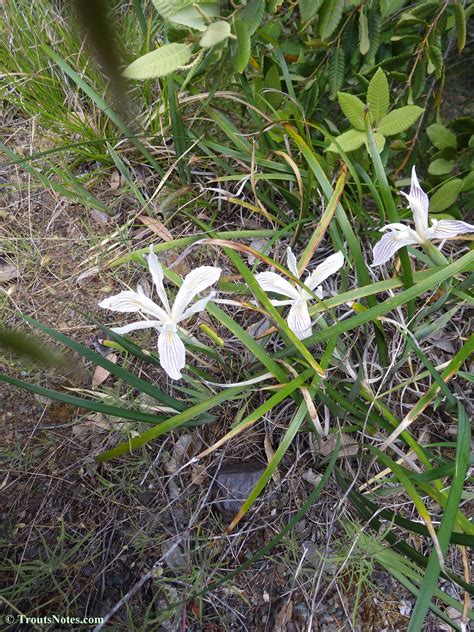 Natural Iris Hybrids Trouts Notes