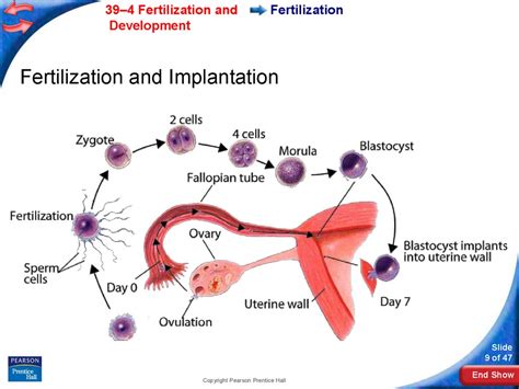 What Is Fertilization Explain Its Types At Virginia Lyman Blog