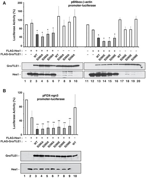 Effect Of Sp Domain Mutations On Grotle1 Transcriptional Co Repressor