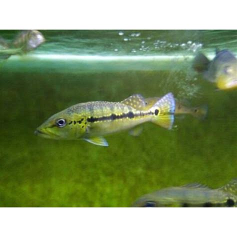 Jual Pbass Xingu Pure Shopee Indonesia