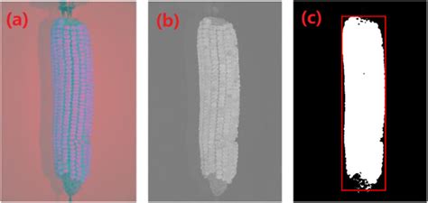 Grayscale By Extracting B Component And Plotting The Corn Area In Lab Download Scientific