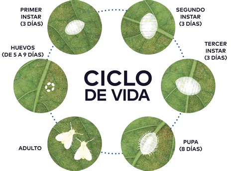 Mosca Blanca Ciclo De Vida Daños Y Control En Hortalizas Blog Cambiagro