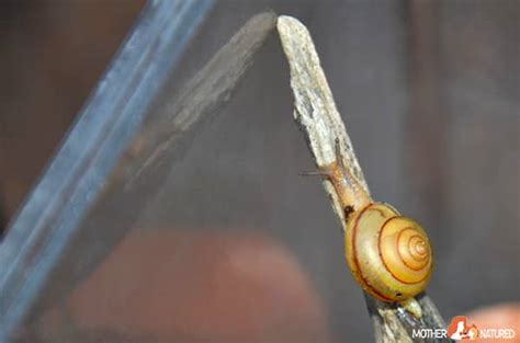 Keeping Pet Snails: Everything you need to know about their care!