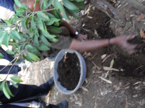 Composting An Exothermic Reaction Explorers