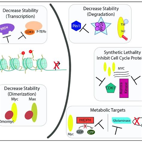 Myc Amplification Across Cancers Percentage Represents Number Of