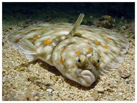 Flounder