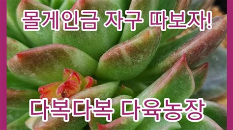 다복다복 다육농장 몰게인금 자구 따는법 금다육금다육전문금다육관리남사다육식테크자구세일 Youtube