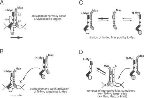 Models Of Proposed Interactions And Activities Of L Myc Max Mad And Download Scientific
