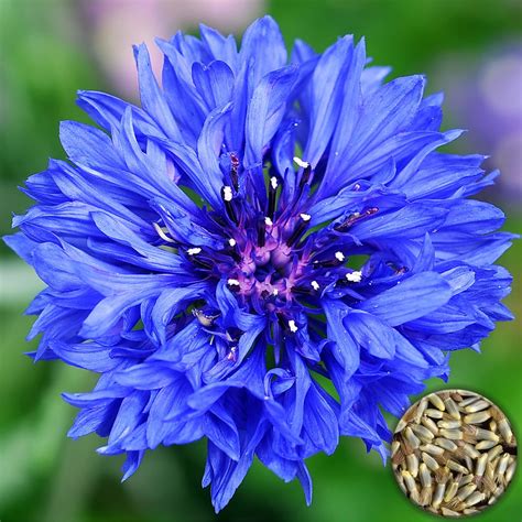 What Color Is Cornflower At Everett Reynolds Blog
