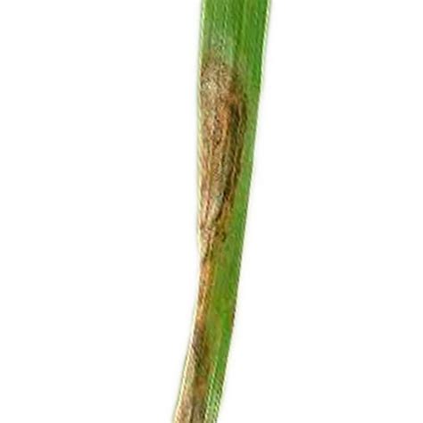Rice Leaf Disease Detection Obj Object Detection Dataset V1 2023 03