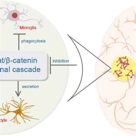 The interaction of NF κB and Wnt β catenin in AD In AD models Download Scientific Diagram