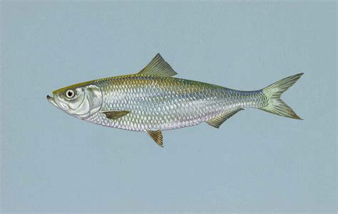 Skipjack Shad Natural Atlas