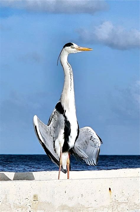 hassan rasheed on linkedin recharging the solar penals 😉 💗🇲🇻