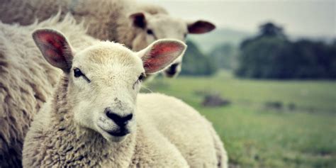 Ewe Gross Babe Has Sex With Sheep In University Barn Because He Was Stressed With Exams