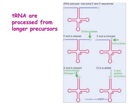 Ppt Prokaryotic Translation Powerpoint Presentation Free Download