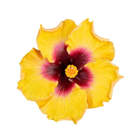 Tropical Hibiscus Hollywood Hibiscus™ Rico Suave™ Proven Winners