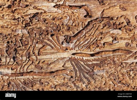 Image Of Bark Beetle Feeding Under The Bark In The Trunk Bavarian Forest Falkenstein Area