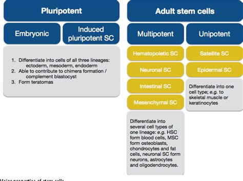 Embryonic Stem Cells Vs Adult Stem Cells