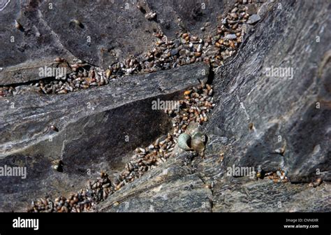 Laver Spireshell Hydrobia Ulvae In Large Numbers On Cliff Face At High Water Mark Camel