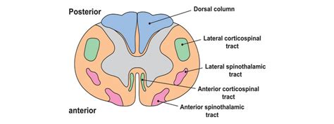 Reticulospinal Tract Function Descending Tracts Of The Spinal Cord