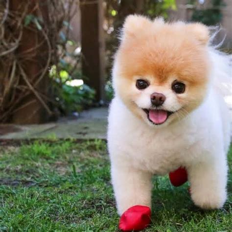 Dog Price List In India 2024 Find Your Budget Friendly Dog