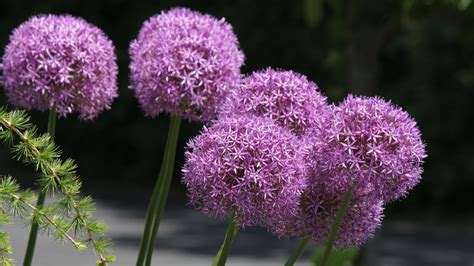 Flowering Plants For Stem Cutting Propagation Homestead How To