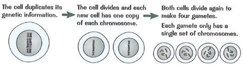 Combined Biology Unit 6 Flashcards Quizlet