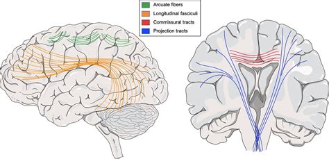Figure 1236 White Matter Tracts The White Matter Of The Flickr