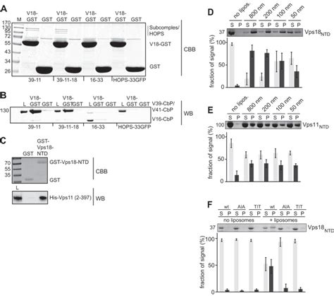 Structural Identification Of The Vps18 β Propeller Reveals A Critical