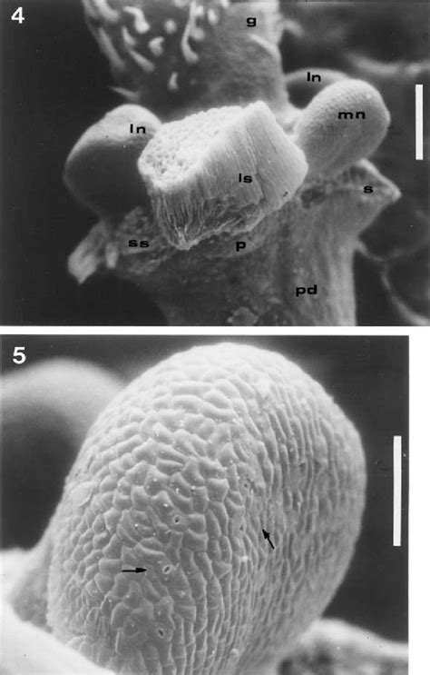 Sinapis Alba Cv Borowska Sem Fig 4 Flower Base With Perianth And