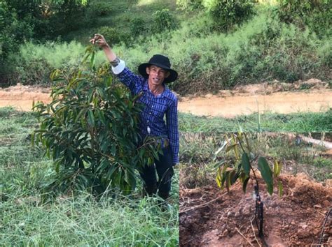 Cảnh Báo Tình Trạng ồ ạt Phát Triển Cây Sầu Riêng ở Tây Nguyên Báo Công An Nhân Dân điện Tử