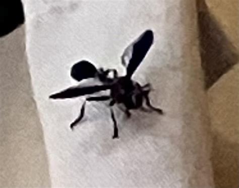 Black Bug On My Curtains Rwhatisthisbug