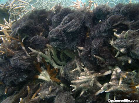 Algae Overgrowth Guamreeflife