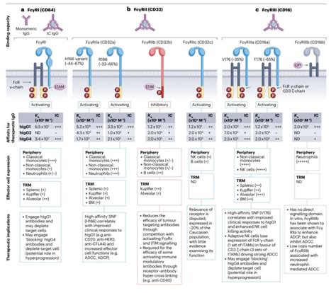 Deciphering Fcγr Contributions Unraveling The Impact Of Fcfcγr Interactions On