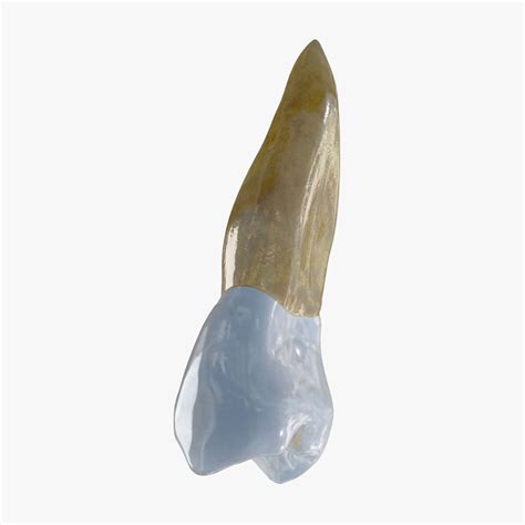 Upper Second Left Bicuspid 3d Model 49 Obj Blend Unknown Free3d