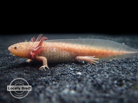 Copper Axolotl Facts