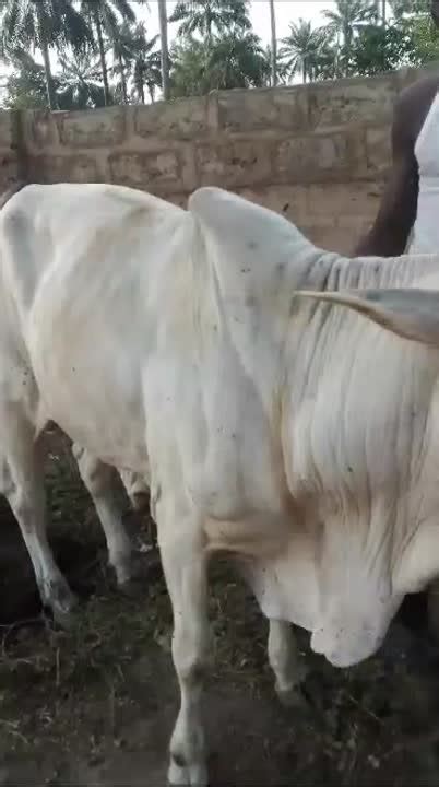 [video] Abdulwaheed Abodunrin On Linkedin After Treatment