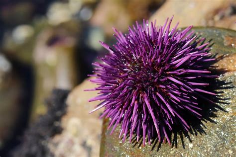 Can You Eat Sea Urchin