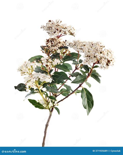 Viburnum Tinus In The Garden In February Viburnum Tinus Is A Species Of Flowering Plant In The