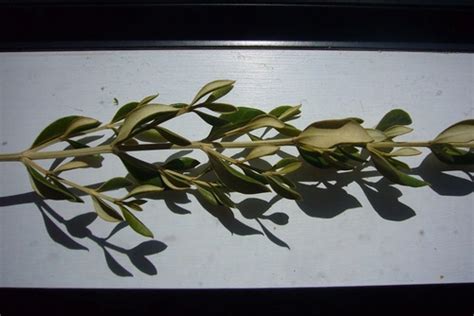 Ake Ake Record Digitalnz